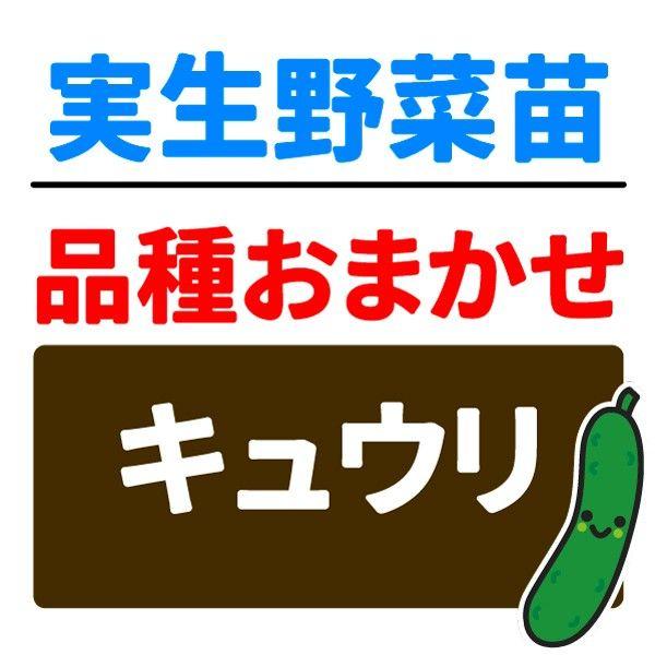 ●商品情報品種はおまかせ激安野菜苗！とりあえず安い野菜苗が欲しいという方や品種にこだわらないという方にピッタリ！栽培説明・名称ラベルが付いて初心者でも安心！今季販売中のいずれかの1品種が入ります。   ●お届け状態 実生9ｃｍポット苗   ...