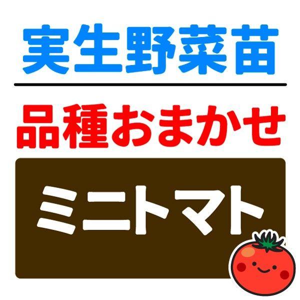 ●商品情報品種はおまかせ激安野菜苗！とりあえず安い野菜苗が欲しいという方や品種にこだわらないという方にピッタリ！栽培説明・名称ラベルが付いて初心者でも安心！今季販売中のいずれかの1品種が入ります。   ●お届け状態 実生9ｃｍポット苗   ...