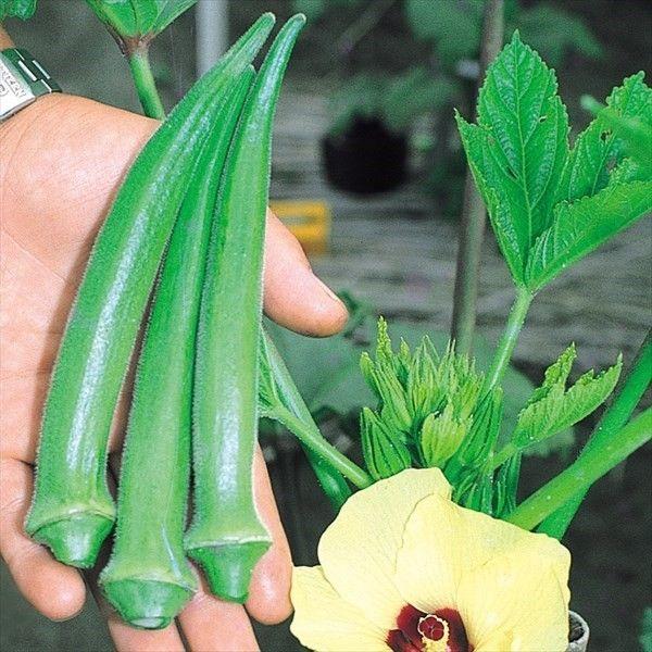 ●商品情報：長さ12〜15cmになる大型の丸莢オクラ。大きくなっても硬くなりにくく、しかも多収性なので家庭菜園に最適です。●お届け状態：種子●入り数の目安：10mlあたり約100〜130粒※品種により差があります。●発芽適温：25〜30℃※...