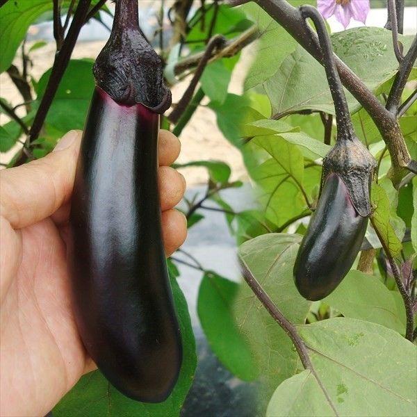 ●商品情報：皮が柔らかく、美味しい! 　栽培全期間を通して着果が良く、多収性です。石ナス、夏ボケなどはほとんどなく、高温乾燥には強い品種です。●果長（約）：8〜15cm●早晩性：早生●入り数の目安：1mlあたり約60〜100粒入り※品種によ...