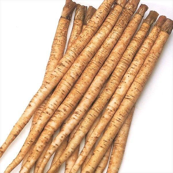 ●商品情報：香り食味に優れサラダが美味！●根長（約）：35〜40cm●早晩性：極早生●入り数の目安：15mlあたり約400〜600粒入り※品種により差があります。●発芽適温：20〜25℃※発芽させるには播種床を上記の温度にしてください●栽培...