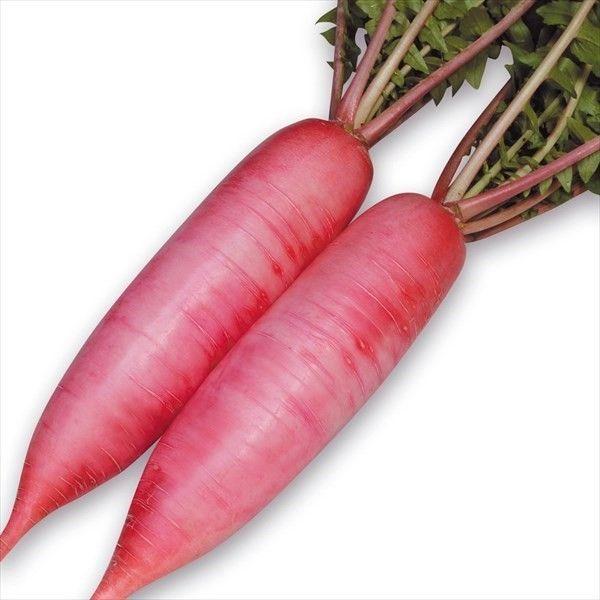 ●商品情報：トウ立ちしにくい！ 皮は紅色で肉の中部は純白です。●根長（約）：18〜20cm●お届け状態：種子●入り数の目安：10mlあたり約200〜400粒※入り数は目安です。品種により差があります。●発芽適温：20〜25℃※発芽させるには...