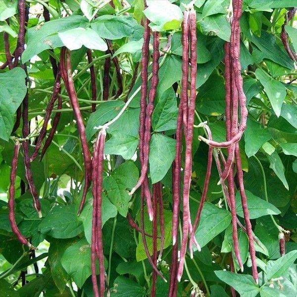 ●商品情報：暑さに強く生育旺盛！ 柔らかい莢をインゲン豆と同様に利用。●つるの有無：つるあり●草丈（約）：120〜250cm●お届け状態：種子●入り数の目安：30mlあたり約75〜110粒※入り数は目安です。品種により差があります。●発芽適...