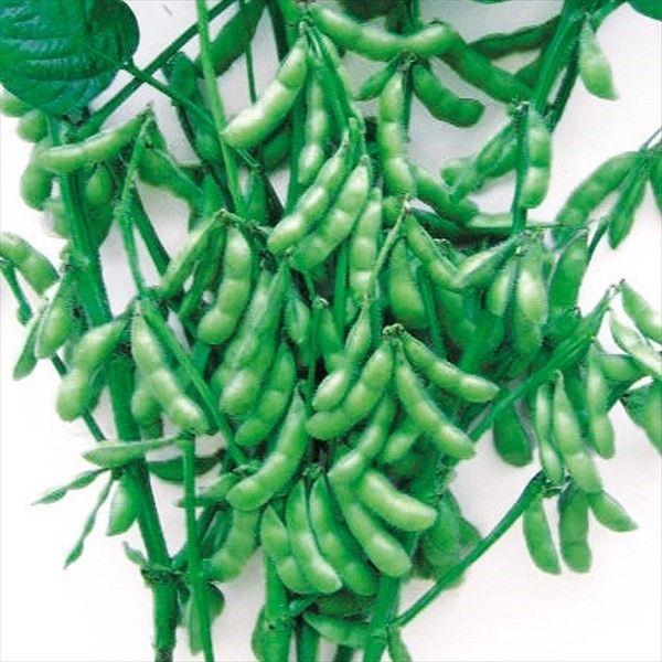 ●商品情報：茶豆のような風味をもつ緑豆。甘味が強く、おつまみに最適！ 約80日で収穫できる白毛種で、3粒莢の割合も高く、多収。●早晩性：中早生●お届け状態：種子●入り数の目安：30mlあたり約60〜90粒※品種により差があります。●発芽適温...