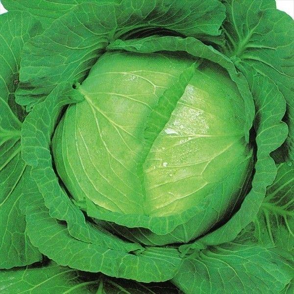 ●商品情報：春・夏蒔きでき、濃緑の葉で玉太りよく裂れにくい。●球重（約）：2.5kg●早晩生：中生※種まきから定植まで約30日●お届け状態：種子●入り数の目安：5mlあたり約700〜1000粒入り※品種により差があります。●発芽適温：15〜...