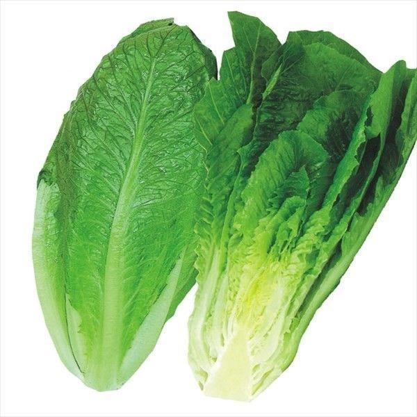 ●商品情報：食味最高！ 耐寒性・耐病性に優れる中早生のロメインレタス。●早晩性：中早生 ●お届け状態：種子●入り数の目安：5mlあたり約1500〜2000粒入り※品種により差があります。●発芽適温：15〜20℃※発芽させるには播種床を上記の...