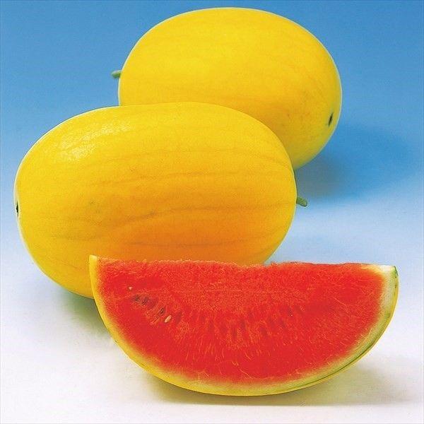 ●商品情報：糖度が12度以上となる鮮紅色の果肉はやわらかで美味。薄くて硬い果皮は裂果しにくく、鮮やかな黄金色の地に濃い黄色のストライプが入りユニーク。草勢強く、低温下でも着果しやすい。●果重（約）：2.5〜3kg（小玉）●糖度（約）：12度...