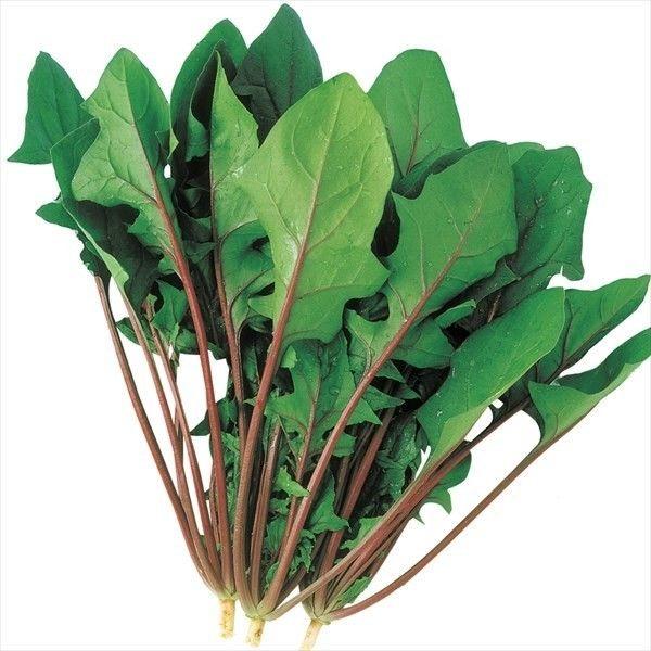 ●商品情報：柔らかくアクが少ないので生食可能！ べと病抵抗性があり作りやすい品種です。若苗での収穫なら周年栽培も可能。●早晩性：早生●耐病性：ベと病抵抗性●お届け状態：種子●入り数の目安：50mlあたり約800〜2000粒入り※品種により差...