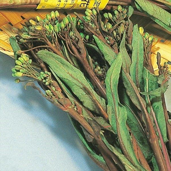 ●商品情報：茎と蕾を食用に。加熱すると鮮緑色になり、茹でると粘り気が出て美味。●お届け状態：種子●備考：播種や植え付け後の栽培条件、天候等によりその結果が異なることがありますが、弊社の責と考えられる結果不良の責めはお買い上げ代金の範囲内とさ...