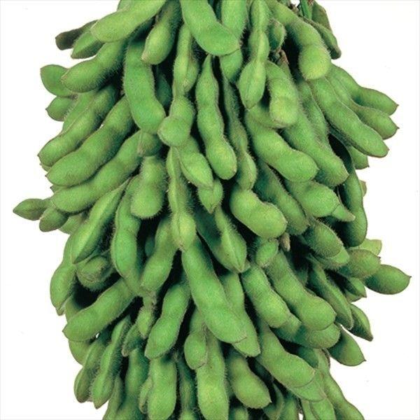 ●商品情報：播種後約77日で収穫できる極早生種で、強健で育てやすく、家庭菜園に最適！ 3粒莢の割合が高い大莢タイプです。豆の太りも良く、良質の枝豆が収穫可能!食味に優れた白毛種。●早晩性：極早生●播種から収穫までの日数（約）：77日●お届け...