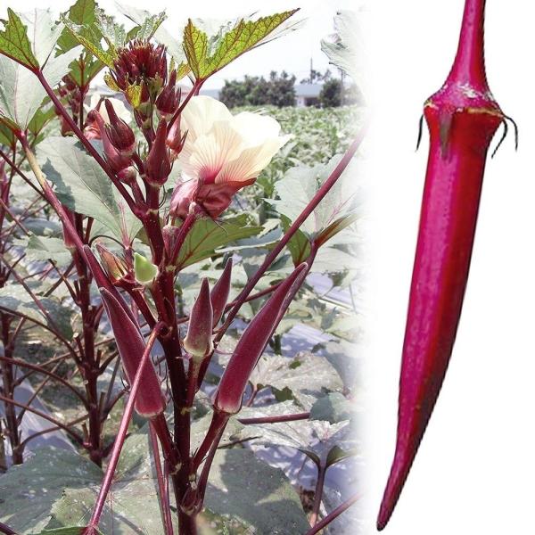 ●商品情報早生で初期から収量が多く、大莢でもスジが入りにくく、肉厚で食味良好！ 新鮮な赤莢は生でも食せ、サラダの彩りに。※赤オクラは加熱すると緑色になります。●お届け状態：種子●入り数の目安：10mlあたり約100〜130粒※品種により差が...