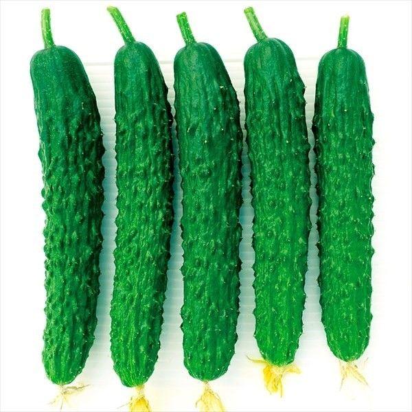 ●商品情報：主・側枝とも完全節成で、濃緑色の果実がザクザク実る千成四葉。着果旺盛でよく揃い、食味と歯切れが最高で青臭みが少なく、カリッと美味。生食はもちろん、漬物にしても極上の味わい。※うどんこ病・べと病・ウイルス耐病性●果長（約）：17〜...