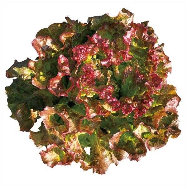 ●商品情報：耐暑性に優れた極晩抽性のリーフレタス。肉厚でシャキッと歯切れよく、苦味・青臭さもなく加熱してもパリパリ! 定植後約50日収穫可能。●球重（約）：400〜600g●早晩性：―●お届け状態：種子●入り数の目安：5mlあたり約1500...