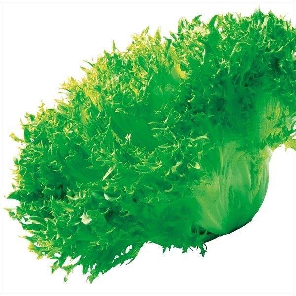 ●商品情報：株張りがコンパクトで、便利な食べ切りサイズ！！  濃緑色の葉先に細いフリルがあり、見栄え抜群。晩抽性で栽培しやすい。●お届け状態：種子●入り数：80粒（コート種子）●発芽適温：15〜20℃※発芽させるには播種床を上記の温度にして...