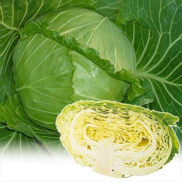 ●商品情報：葉質は柔らか、とっても甘くジューシーで食味最高！ 生のままサラダがおすすめ！ 耐暑・耐乾性が高く栽培容易。定植後約50日で収穫できる極早生。●球重（約）：1.2〜1.5kg●早晩生：極早生※種まきから定植まで約30日●お届け状態...