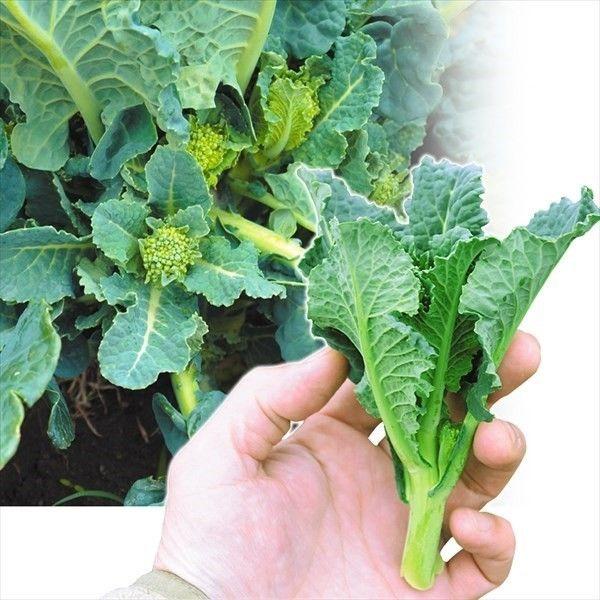 ●商品情報：ブロッコリーとケールの交配。長期間、次々とわき芽が収穫できる超豊産性！ 茎や蕾、葉も全て収穫でき、ビタミンＫやカロテンなど栄養満点。播種は7月から。●収穫部分：頂花蕾・側枝収穫●頂花蕾重（約）：―●早晩性：中生●定植から収穫まで...