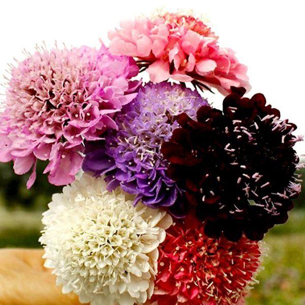 ●商品情報：ドライフラワーとしても人気   ●お届け状態：種子   ●分類：1年草   ●開花期(約)：5〜8月   ●草丈(約)：80cm   ●備考・ご注意：※種子の粒数はおおよその目安を記載しております。実際の粒数とは多少差異がありま...