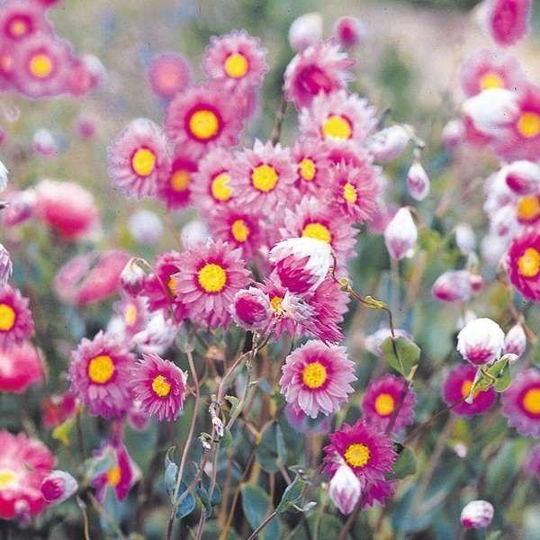 ●商品情報：カサカサの花弁が特徴   ●お届け状態：種子   ●分類：1年草   ●開花期(約)：5〜6月   ●草丈(約)：50cm   ●備考・ご注意：※種子の粒数はおおよその目安を記載しております。実際の粒数とは多少差異がありますので...