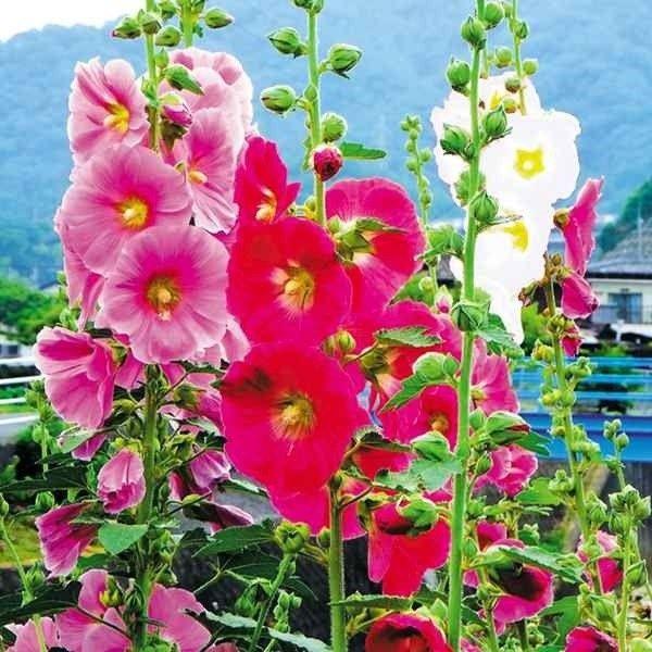 ●商品情報：何色が咲くかはお楽しみの混合種   ●お届け状態：種子   ●分類：1年草   ●開花期(約)：5〜7月   ●草丈(約)：150cm   ●備考・ご注意：※種子の粒数はおおよその目安を記載しております。実際の粒数とは多少差異が...