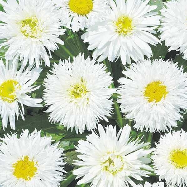 ●商品情報：半八重〜八重咲の純白花   ●お届け状態：種子   ●分類：多年草   ●開花期(約)：6〜8月   ●草丈(約)：60cm   ●備考・ご注意：※種子の粒数はおおよその目安を記載しております。実際の粒数とは多少差異がありますの...