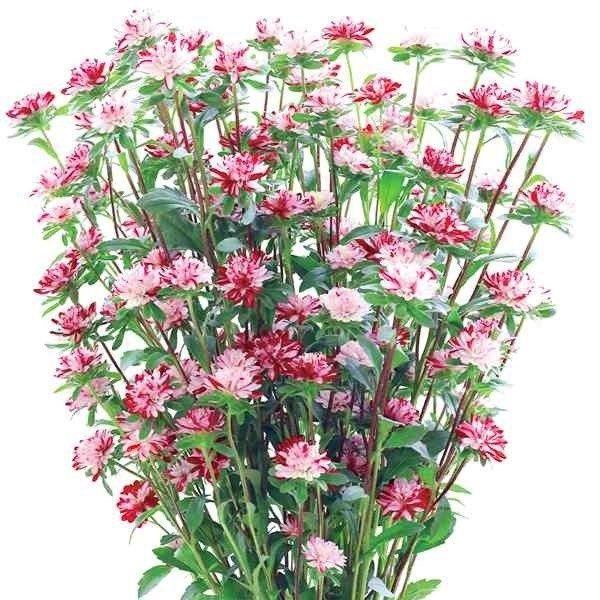 ●商品情報：その名の通り、マーブルのようにピンク〜赤の色味が現れる不思議なアスター！   ●お届け状態：種子   ●分類：1年草   ●開花期(約)：7〜8月   ●草丈(約)：50〜70cm●発芽適温(約)：15〜25℃   ●備考・ご注...