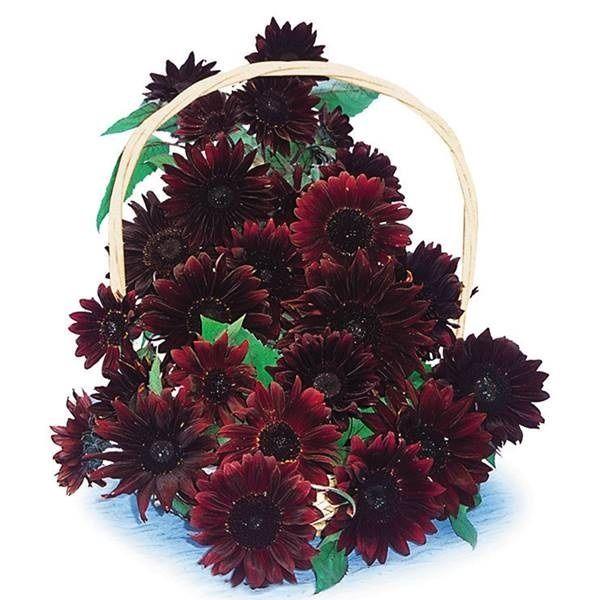 ●商品情報：落ち着いた色合いが、シックな切花アレンジに最適のヒマワリです。   ●お届け状態：種子   ●分類：1年草   ●開花期(約)：7〜10月   ●草丈(約)：180cm   ●花径(約)：12〜15cm   ●発芽適温(約)：2...