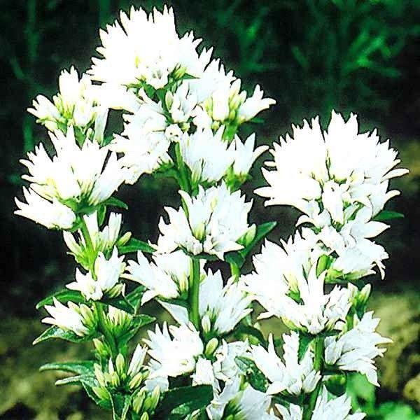 ●商品情報：ヤツシロソウは『リンドウ咲きカンパニュラ』とも呼ばれます。リンドウに似たベル形花を上向き咲きに多数密集して咲かせます。性質強健で育てやすく、切花にも人気で存在感抜群!   ●お届け状態：種子   ●分類：多年草   ●開花期(約...