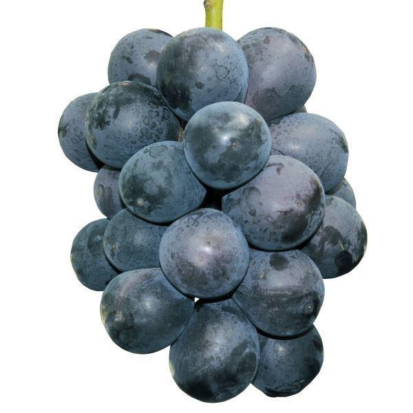 ●商品情報：1粒最大36gにもなる超・超大粒ブドウ!! ブドウの中でも大粒だといわれる「藤稔」でも最大26.5ｇなので、この「天狼」はとてつもない大きさ! 平均でも25〜30g(ジベレリン処理果)で、巨大果がびっしり着いた果房には、ただただ...