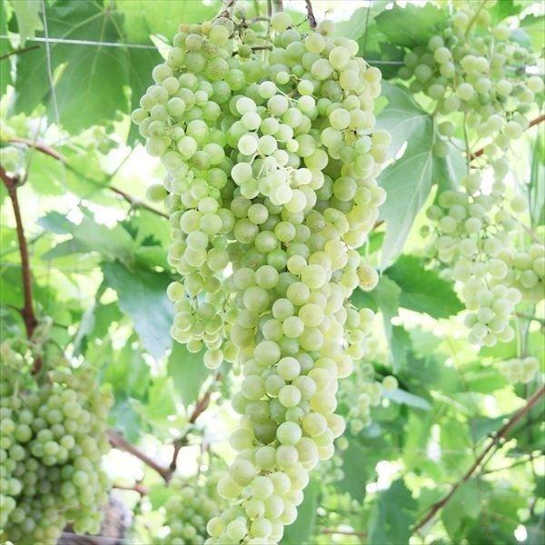 ●商品情報：最も大果房になり、1房で10kg・長さ1mを記録した大房ブドウ! 最高糖度20度で、味はまろやかで蜂蜜のよう。性質強健で露地植え栽培可能です。●お届け状態：接木1年生根巻苗●分類：つる性落葉樹●収穫期(約)：9月下旬〜●日照：日...