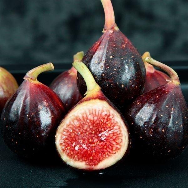 ●商品情報：「樹上のジャム」とも称されるフランスの極甘デザートイチジク。なんと糖度30度以上まで上昇し、まるでジャムみたいに甘い! 果重20〜30gの小玉。●お届け状態：挿木1年生根巻苗●分類：落葉樹●生長後の樹高：2〜3m●収穫期：秋果：...