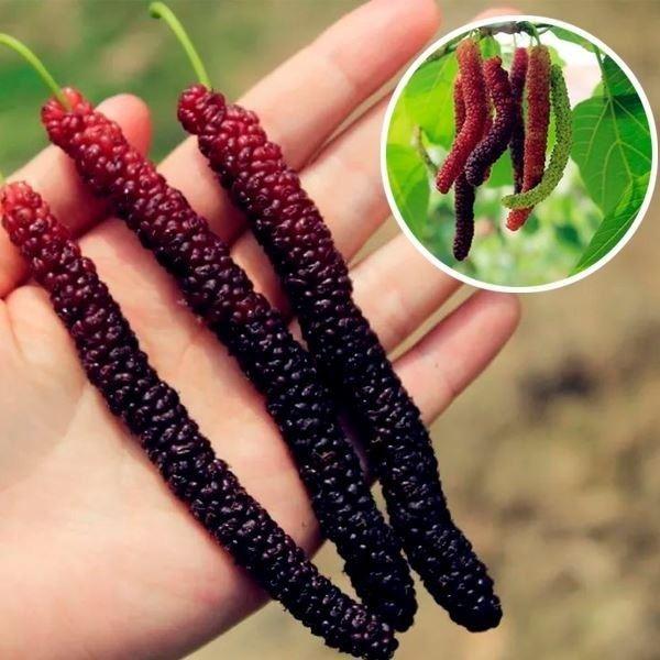 ●商品情報：果長が12〜15cmにもなり、まるで紐のようにとっても長〜い超ロング桑! 酸味少なく、糖度15度以上と大変甘く美味。生食の他、ジャムやジュースにしても楽しめます。果重は約13gで、大きいものだと20gになるものも!●お届け状態：...