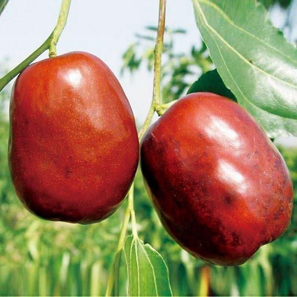 ●商品情報：本場中国の産地のひとつ“河北省”で長く栽培されているナツメ。糖度26〜29度とジューシーで甘く、濃厚な風味も抜群です!! 最大果重80g(平均30g)の大玉。強健で病気に強く、育てやすい。裂果も少なく豊産性!●お届け状態：接木1...