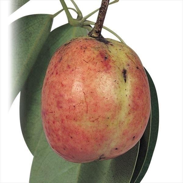 ●商品情報：ムベはアケビ科のつる性常緑樹。アケビ科ですがアケビと異なり果皮が裂けません。ゼリー状の甘い果肉が美味。漢字・別名：郁子、野木瓜(やもっか)、常磐木通(トキワアケビ)、ウベ、グベ、イノチナガ、コッコ など●お届け状態：実生1年生ポ...