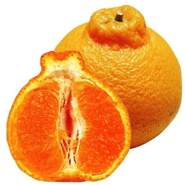 ●商品情報：普通の不知火より1〜2週間近く収穫が早い! 別名「早生不知火」「マナベデコ」 一定基準をクリアした不知火が『デコポン』と呼ばれます。甘味強く、じょうのうが薄く、食味が極めて良好!! 果重200〜280g。●お届け状態：接木1年生...