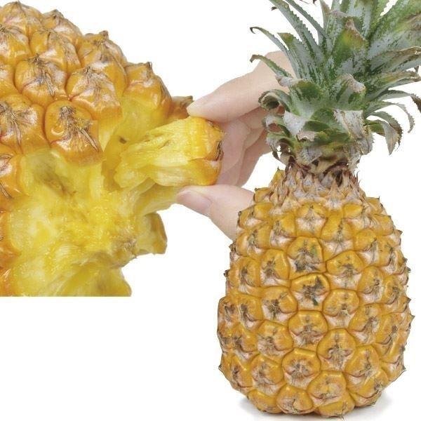 ●商品情報：普通のパイナップルと違い、お尻からポロポロとスナックのようにはがして食べられる! しかも缶詰のパインみたいに甘く、芯まで食べられます。【パイナップル】パイナップル科の多年草で、学名をAnanas(アナナス)といいます。観葉植物で...