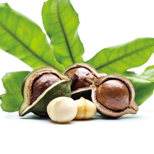 ●商品情報：ローストすると香ばしくクリーミー。比較的育てやすく大実。花はかわいい赤色。マカダミアナッツは栄養素がバランスよく含まれ、脂質のほとんどが「一価不飽和脂肪酸」と理想的なサプリのよう! ●お届け状態：挿木2年生15cmポット苗●分類...