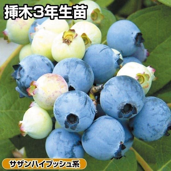 ●商品情報：酸味が少なく、強い甘味と弾力のある果肉でとても美味しい大粒ブルーベリー。半開張性。●お届け状態：挿木３年生ポット苗●分類：落葉〜半常緑樹●系統：サザンハイブッシュ系●生長後の樹高(約)：1〜1.5m●実の収穫期(約)：6月●日照...