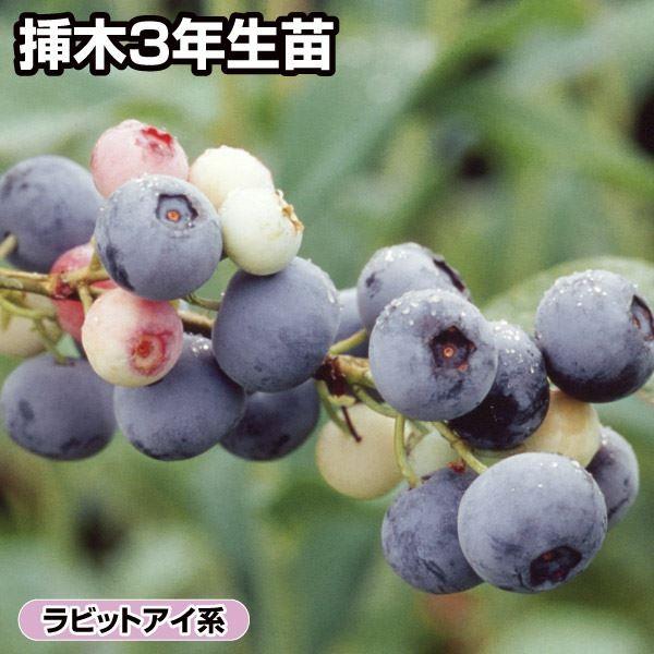 ●商品情報：酸味はほぼ感じず、生クリームのような濃厚な甘さを誇るブルーベリー!  日もち性も良好です。●お届け状態：挿木3年生ポット苗●分類：落葉〜半常緑樹●系統：ラビットアイ系●生長後の樹高(約)：1.5〜2m●実の収穫時期(約)：7〜9...