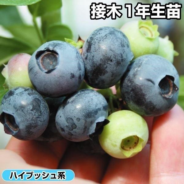 ●商品情報：甘味強く旨い早生ブルーベリー! 品質・玉揃い抜群の大粒果を収穫後期まで楽しめる♪直立性。●お届け状態：接木1年生ポット苗●分類：落葉樹●系統：ハイブッシュ系●生長後の樹高(約)：1〜1.5m●実の収穫期(約)：6〜7月●日照：日...