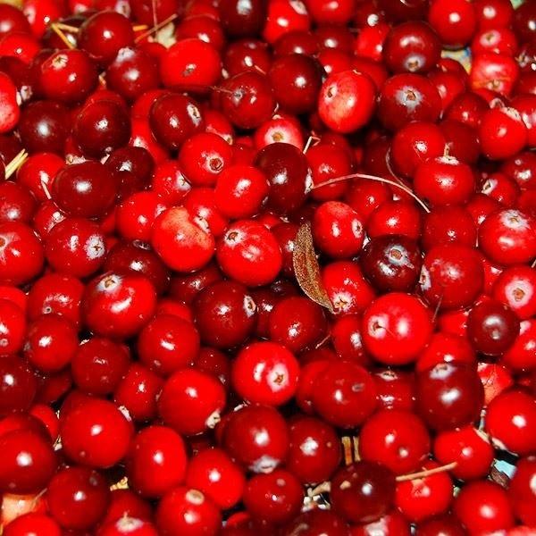 ●商品情報：ツツジ科のつる性果樹。食物繊維・ビタミンC・ポリフェノールを豊富に含有なクランベリー! 酸味が強めなので生食よりもジャムやソース、ジュースなどにするのがオススメです。冷涼な気候と酸性土を好みます。別名「オオミツルコケモモ(大実蔓...