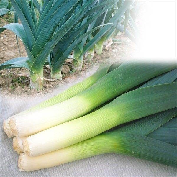 ●商品情報：煮崩れしにくい性質とネギ以上の甘味を持つヨーロッパの高級食材！春まき秋冬どりで育て方は根深葱と同じ。軟白部の伸び、太りに優れ直径5〜6cmまで太りボリューム満点！加熱すると甘味やとろみが増し、ポトフやソテーなど洋食に適すほか、す...