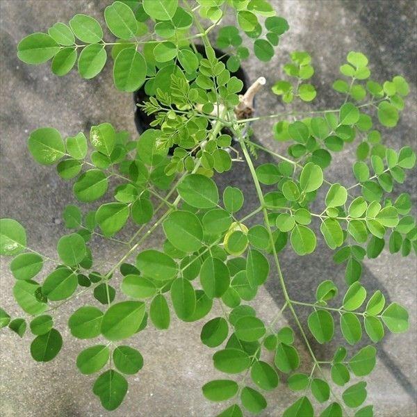 ●商品情報：「奇跡の樹」と言われスーパーフードとして話題！ 葉をお茶にしたり乾燥パウダーとして料理に！●お届け状態：種子●備考：播種や植え付け後の栽培条件、天候等によりその結果が異なることがありますが、弊社の責と考えられる結果不良の責めはお...