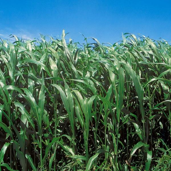 ●商品情報：生育早く再生力も強いので、短期に多くの有機物を育成できる。緑肥に適した細茎で繊維が柔らかくすきこみやすい。●用途：堆肥補給・マルチング・雑草抑制●お届け状態：種子●播種目安：・暖地・中間地：5〜8月・寒地：6〜7月●播種目安：0...