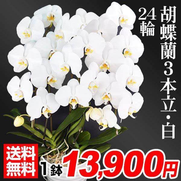 商品情報贈り物やお祝いの代表花＝胡蝶蘭お届け状態3本立て開花株栽培適地鉢植え注意事項※着日指定はご注文日の5営業日後よりお受けいたします。（※土・日・祝の発送はありません）。ご指定がない場合は通常ご注文より5〜10日でのお届けとなります。※...