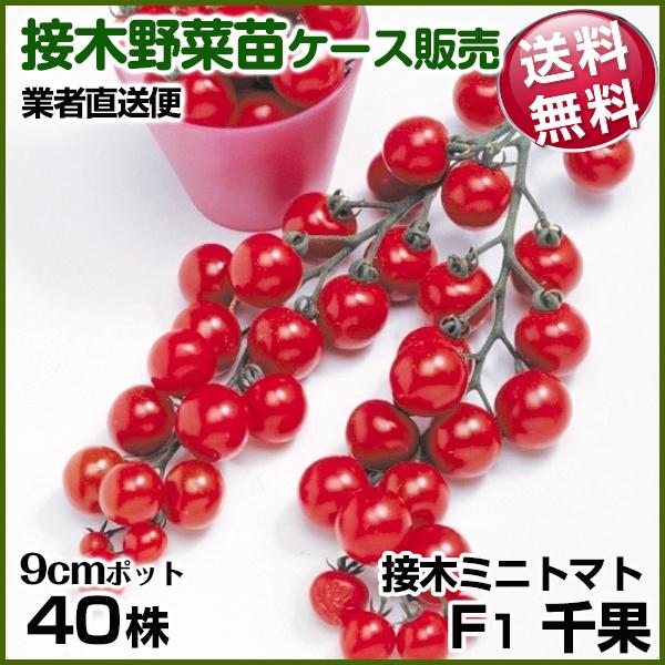 商品情報糖度が高く、品質最高のミニトマト！お届け状態接木9cmポット苗 40株入り果重/果長15〜20g
