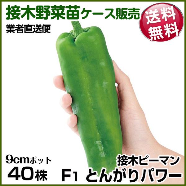 商品情報ジャンボで果肉は厚く、甘みがあり、食味は極めて良好なピーマン。お届け状態接木9cmポット苗 40株入り果重/果長70〜100ｇ