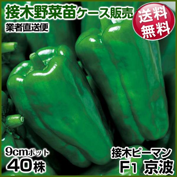 商品情報夏秋栽培用で黒アザ果が少ない中型種！低温伸長性と耐暑性があり、青枯病にも比較的強い。お届け状態接木9cmポット苗 40株入り果重/果長30g