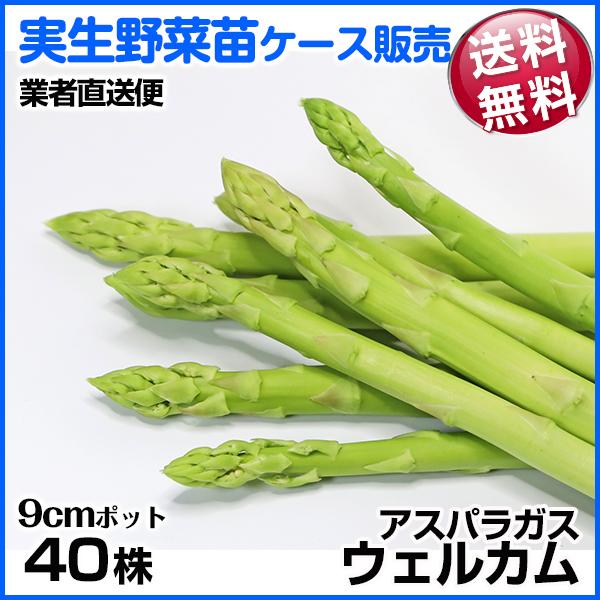 商品情報太くよく揃う茎は鮮やかな緑色。上物率が高く、病気にも強い優秀品種です。お届け状態実生9cmポット苗 40株入り収穫期収穫5〜6月