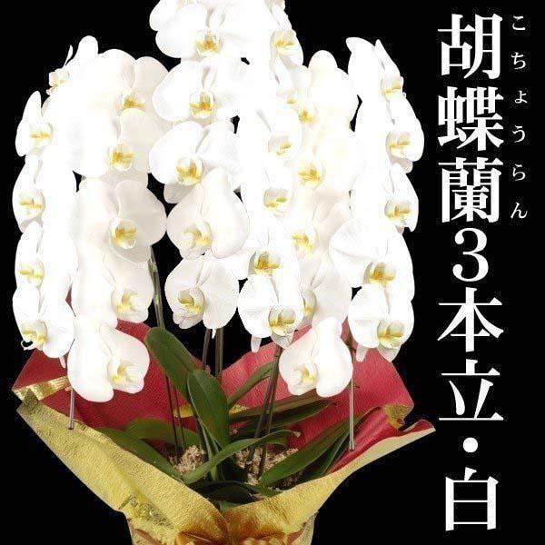 ※母の日ギフト対応できません商品情報贈り物やお祝いの代表花＝胡蝶蘭お届け状態3本立て開花株栽培適地鉢植え注意事項※着日指定はご注文日の5営業日後よりお受けいたします。（※土・日・祝の発送はありません）。ご指定がない場合は通常ご注文より5〜1...