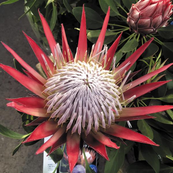 ●商品情報：ギリシャ神話の「プロテウス」に由来し、「花の王様」と呼ばれる南国を想わせる存在感抜群の花プロテアです。   ●お届け状態：9cmポット苗(草丈：約5〜8cm)   ●分類：常緑低木   ●開花期(約)：4〜6月   ●生長後の草...